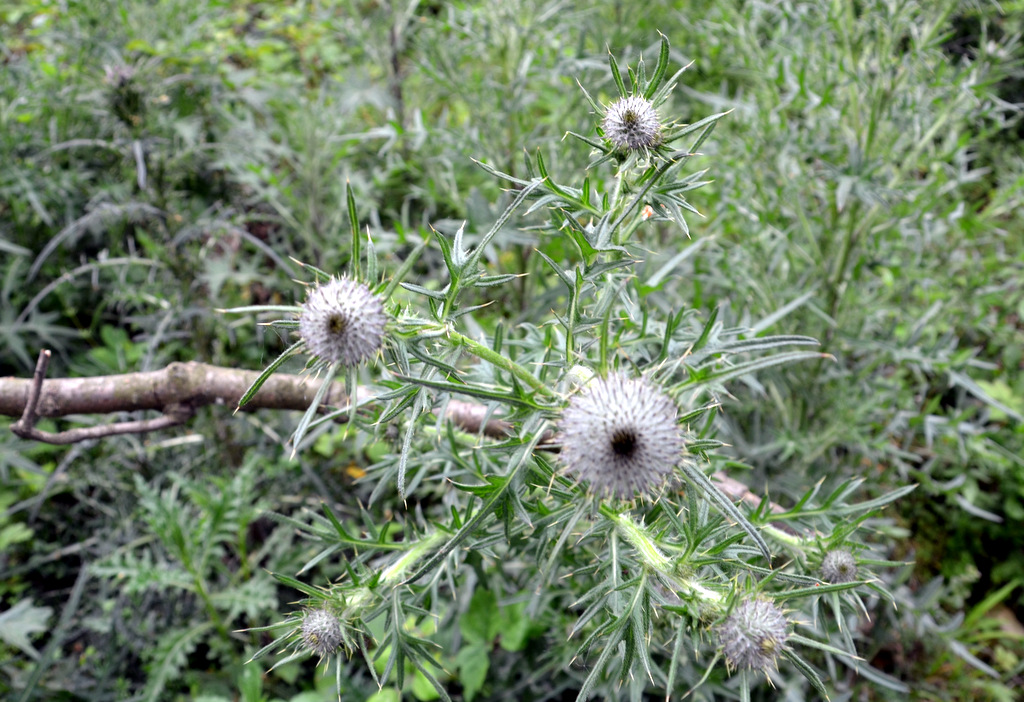 Wunder der Natur – Die Distel | Das SolingenMagazin