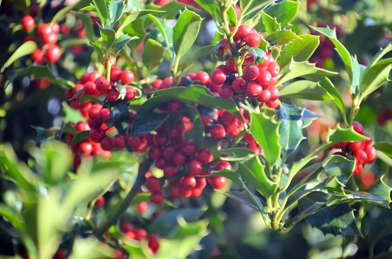 Wunder der Natur – Der Ilex | Das SolingenMagazin