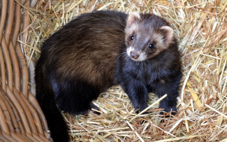 Tierisches aus dem Vogelpark: Die Frettchen