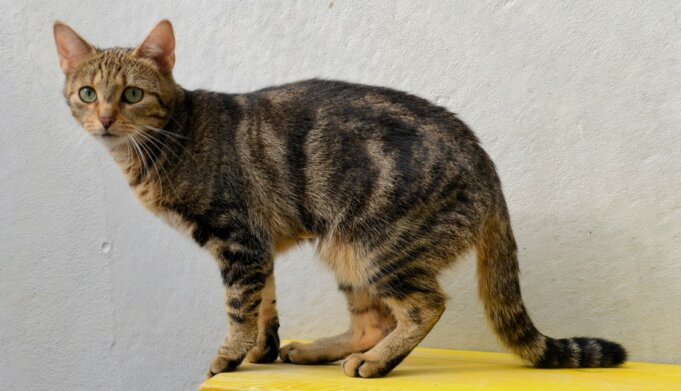 Vierbeiner des Monats – Cassie, die schmusige Tigerkatze