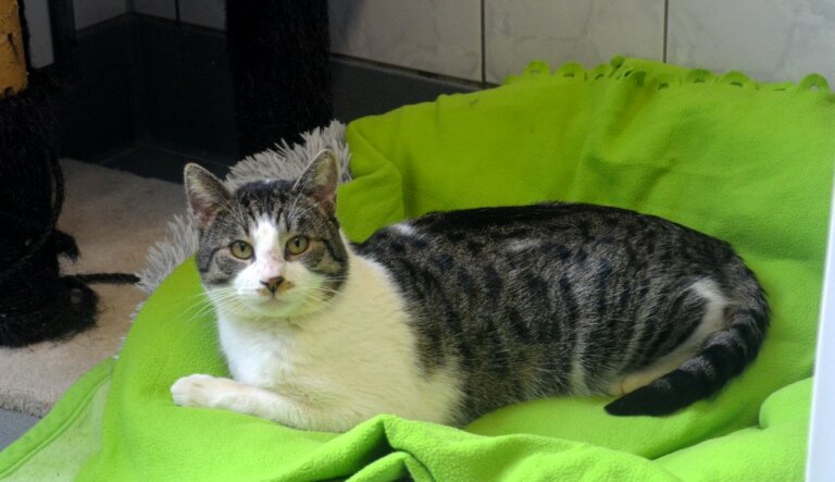 Vierbeiner des Monats – Oliver, das Kraftpaket mit der schönen Tabby ...