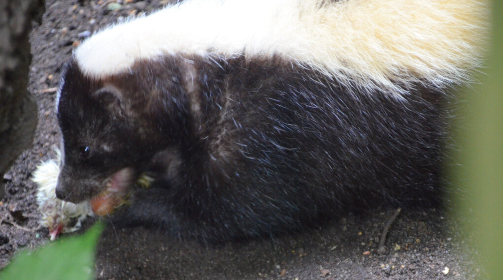 Tierisches aus dem Vogelpark: Die Stinktiere Fred, Mister Schiefer und ...