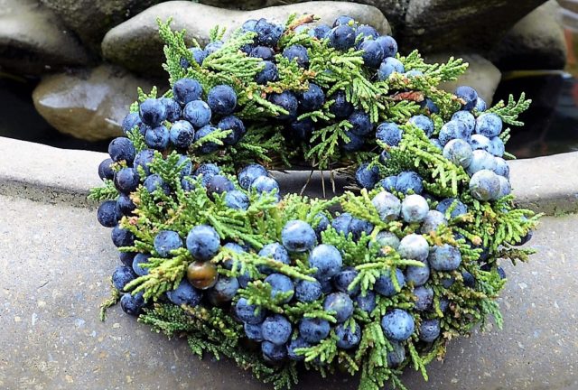 Wunder der Natur – Der Wacholder | Das SolingenMagazin