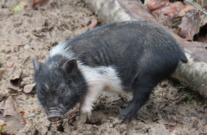 Fauna Solingen: Eselmädchen geboren | Das SolingenMagazin